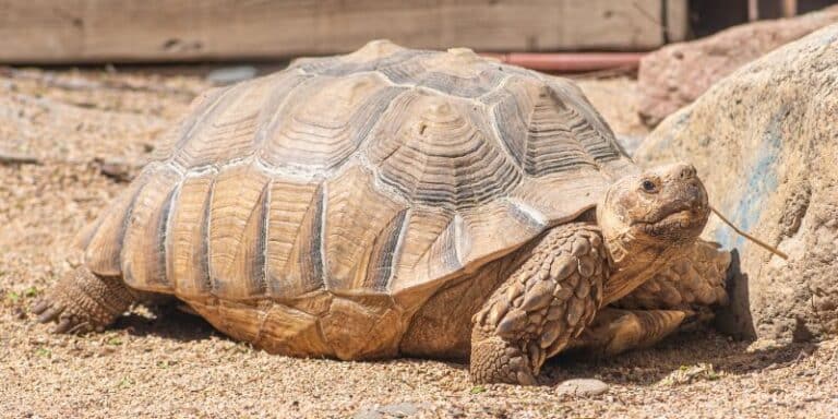 African Sulcata Tortoise Care Guide