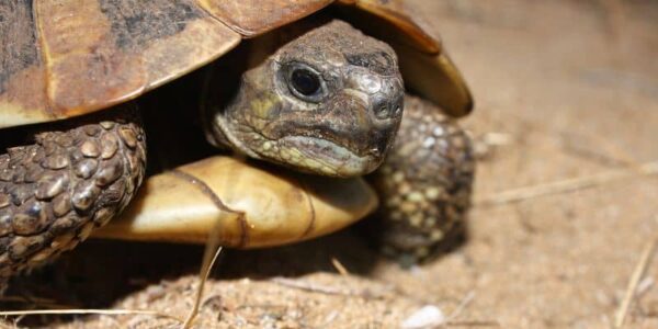 18 Different Tortoise Species Identification Guide