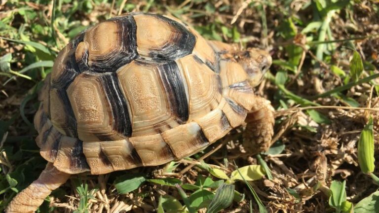 10 Fantastic Pet Tortoise Breeds for All Levels