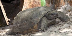 18 Different Tortoise Species Identification Guide