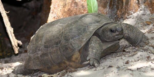 18 Different Tortoise Species Identification Guide