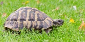 Best Pet Tortoise for Beginners: 6 Great Species to Start