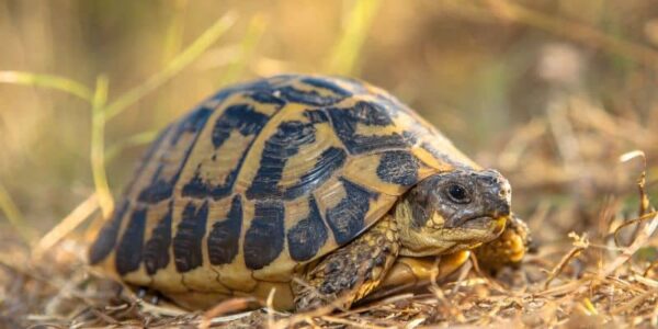 10 Fantastic Pet Tortoise Breeds for All Levels