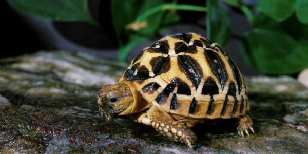 18 Different Tortoise Species Identification Guide