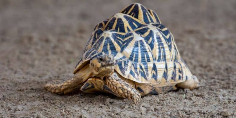 10 Fantastic Pet Tortoise Breeds for All Levels