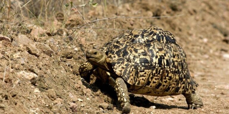 18 Different Tortoise Species Identification Guide