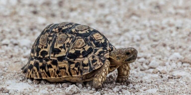 Best Pet Tortoise for Beginners: 6 Great Species to Start