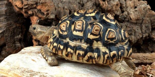 10 Fantastic Pet Tortoise Breeds for All Levels