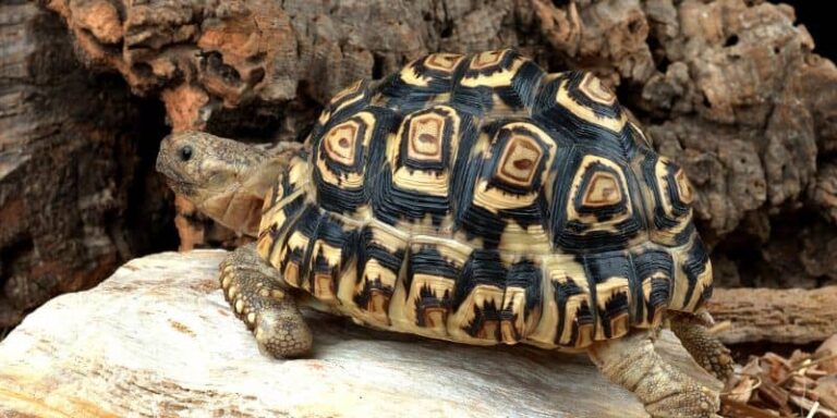 10 Fantastic Pet Tortoise Breeds for All Levels