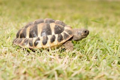 Marginated Tortoise Care Guide