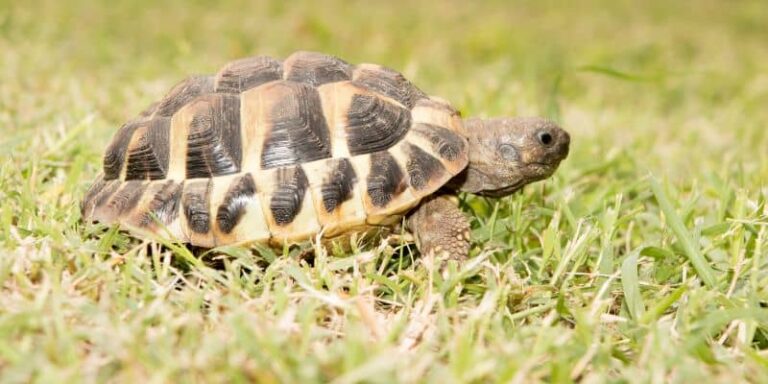 10 Fantastic Pet Tortoise Breeds for All Levels