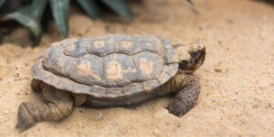 18 Different Tortoise Species Identification Guide