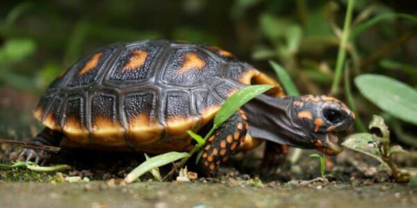 10 Fantastic Pet Tortoise Breeds for All Levels