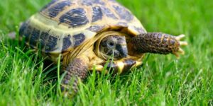 Russian Tortoise Care Guide