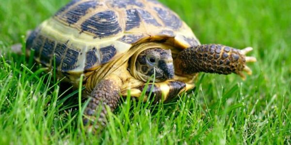 Russian Tortoise Care Guide