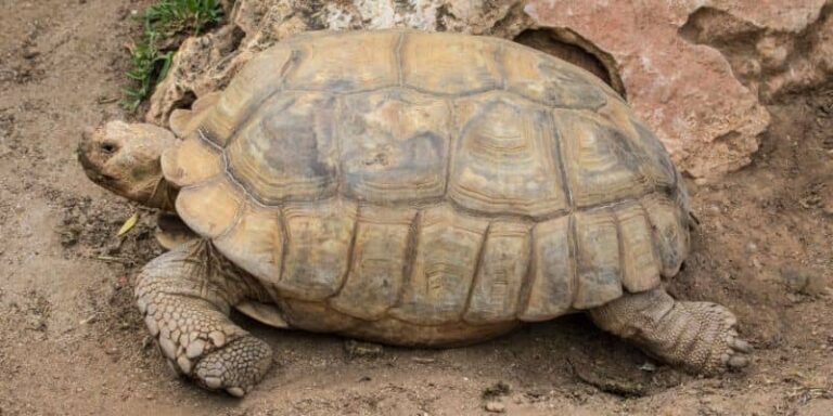 18 Different Tortoise Species Identification Guide
