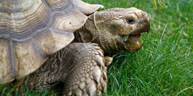African Sulcata Tortoise Care Guide