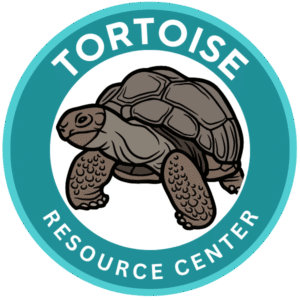 What Does Healthy Tortoise Poop Look Like?