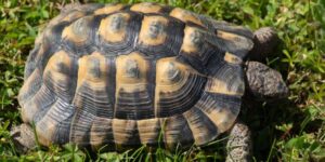 18 Different Tortoise Species Identification Guide