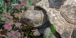 Greek Tortoise Care Guide