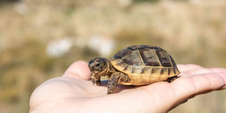 Greek Tortoise Care Guide