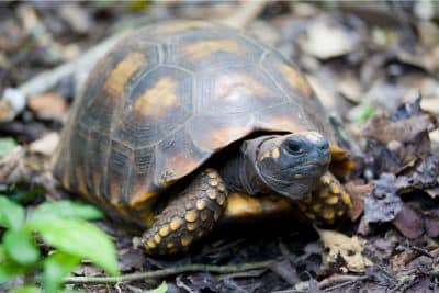 Yellow Footed Tortoise Care Guide