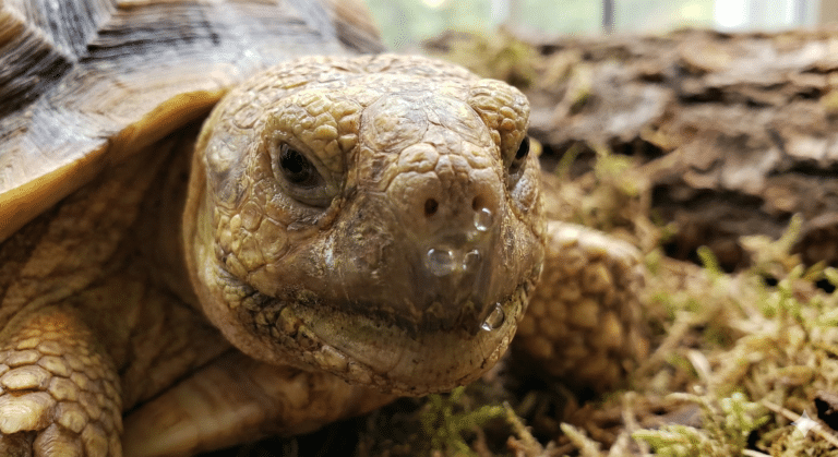 Tortoise Respiratory Infection: Recognize, Treat, Prevent