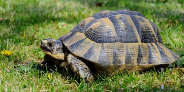 Tortoise Lifespan Facts and Figures: Care Tips for Longevity