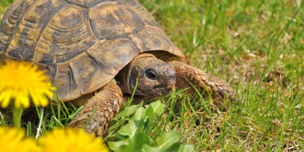 Tortoise Lifespan Facts and Figures: Care Tips for Longevity