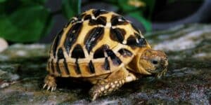 Tortoise Lifespan Facts and Figures: Care Tips for Longevity