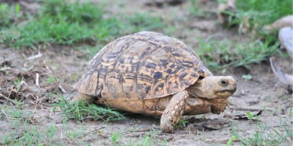 Tortoise Lifespan Facts and Figures: Care Tips for Longevity