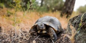 Tortoise Lifespan Facts and Figures: Care Tips for Longevity