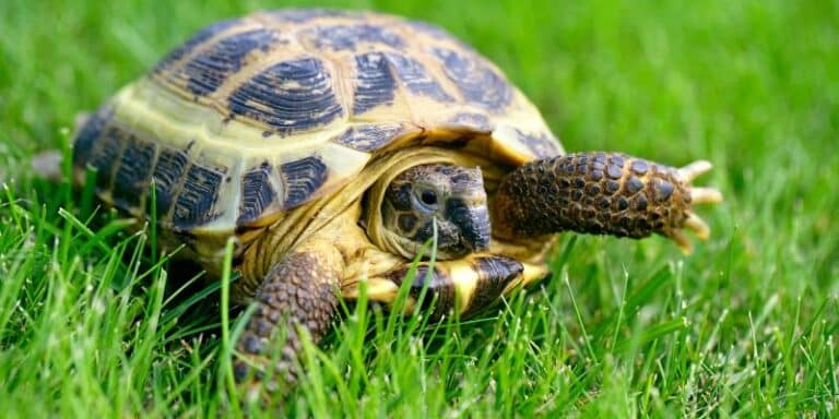 Tortoise Lifespan Facts and Figures: Care Tips for Longevity