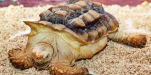 Identifying and Caring for an Unhealthy Tortoise Shell