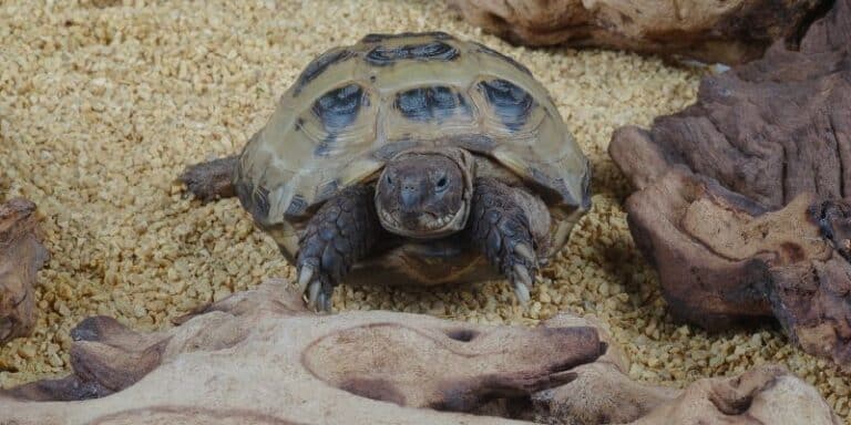 How to Create the Ideal Russian Tortoise Enclosure