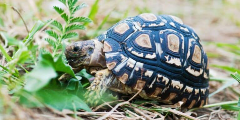 Leopard Tortoise Care Guide