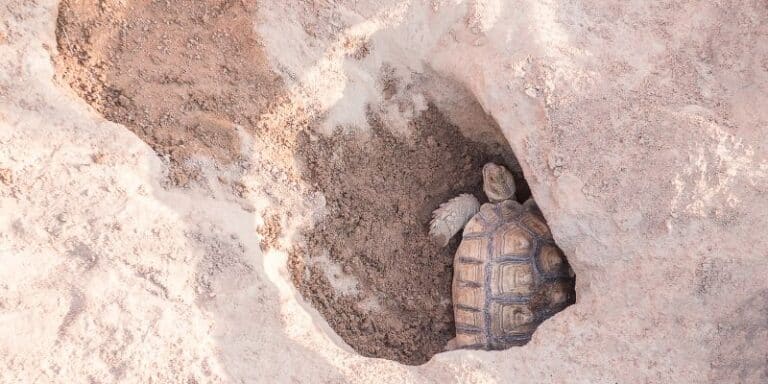 Tortoise Incubation Guide: How to Incubate Tortoise Eggs