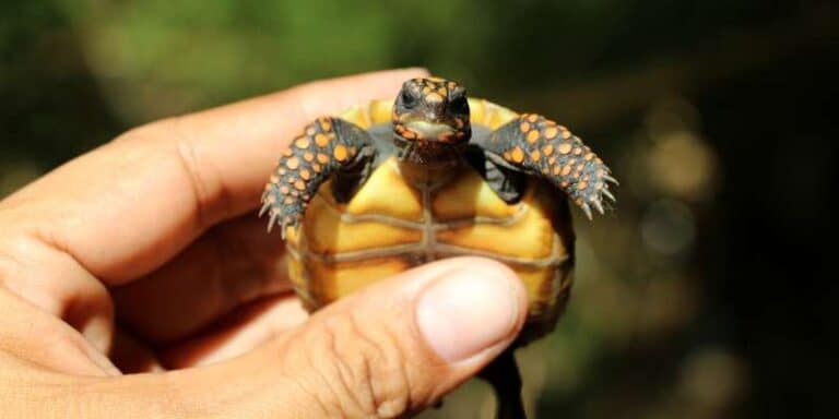 Red-Foot Tortoise Care Guide