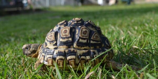 Leopard Tortoise Pyramiding