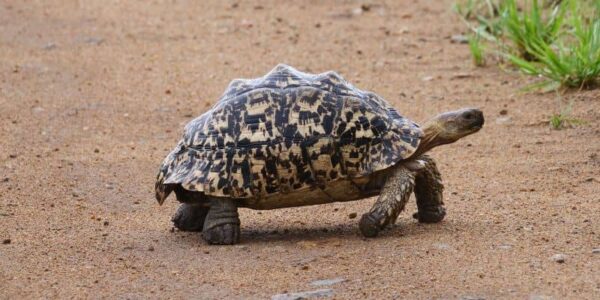 Leopard Tortoise Pyramiding