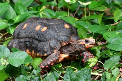 Red-Foot Tortoise Care Guide