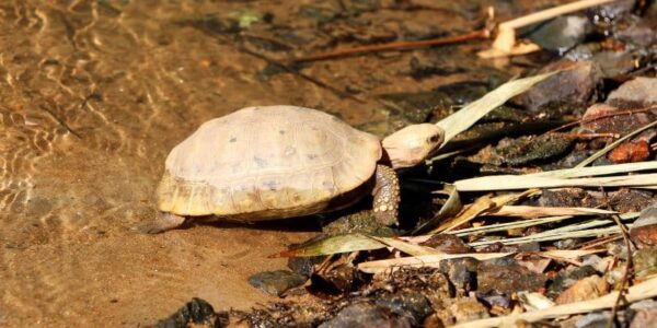 Elongated Tortoise Care Guide