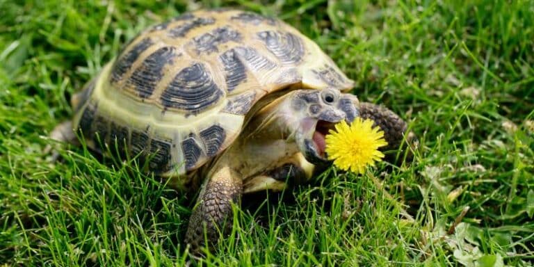 Russian Tortoise Size: Growth Guide by Age and Care Tips