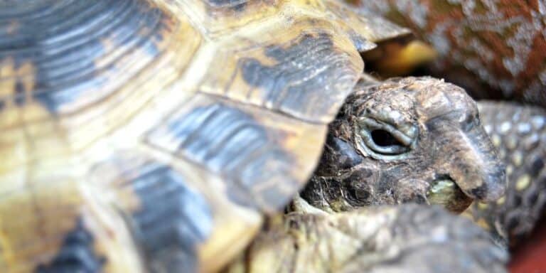 Russian Tortoise Size: Growth Guide by Age and Care Tips