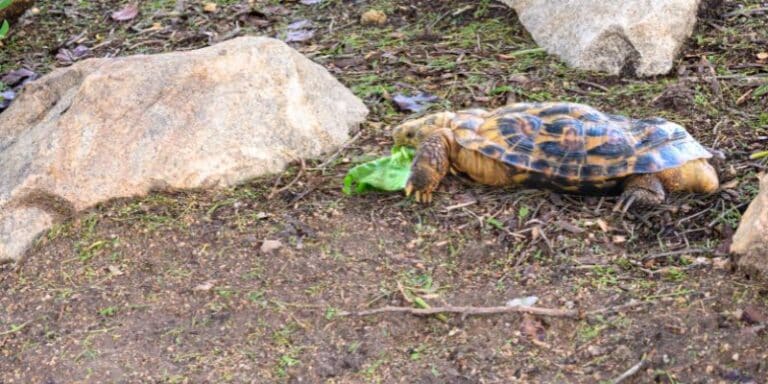 Pancake Tortoise Care Guide