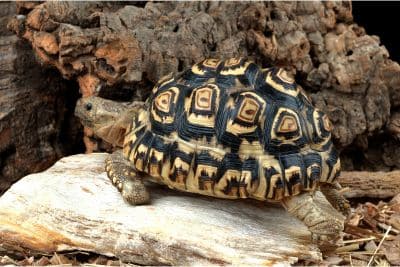 Leopard Tortoise Care Guide