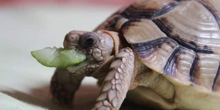 Tortoise Names: 359 of the Coolest, Cutest Names