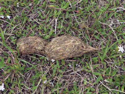 What Does Healthy Tortoise Poop Look Like?