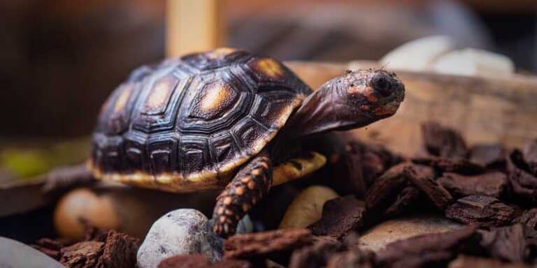 Red Footed Tortoise Size Guide by Age and Growth Rate