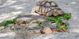 Leopard Tortoise Size: Complete Growth Guide by Age